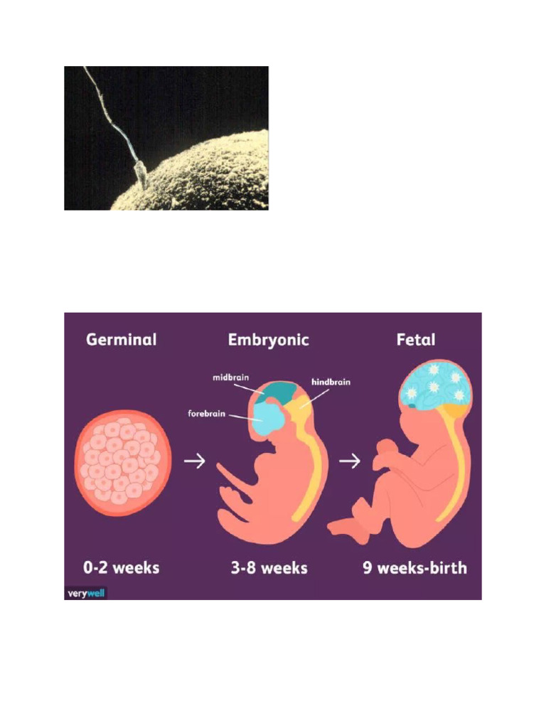 Prenatal Development | PDF