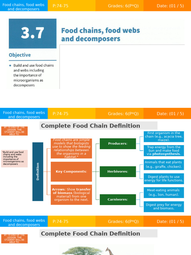 Food Chains, Webs, and Decomposers | PDF | Food Web | Foods