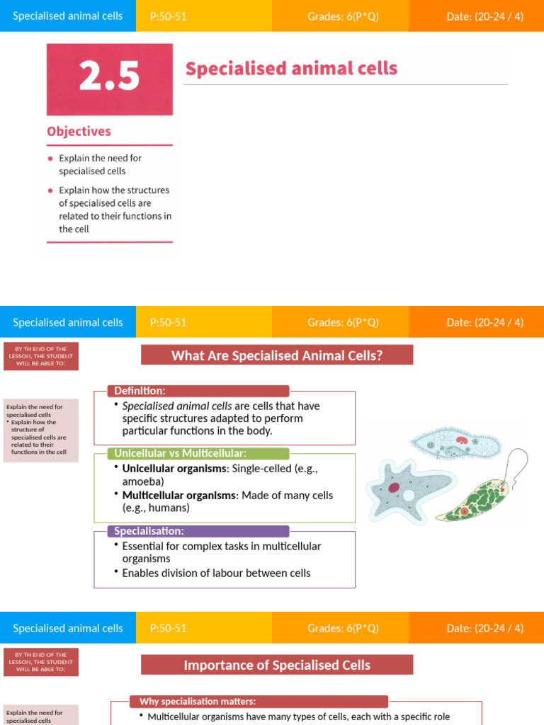 Functions of Specialised Animal Cells | PDF | Neuron | Respiratory Tract