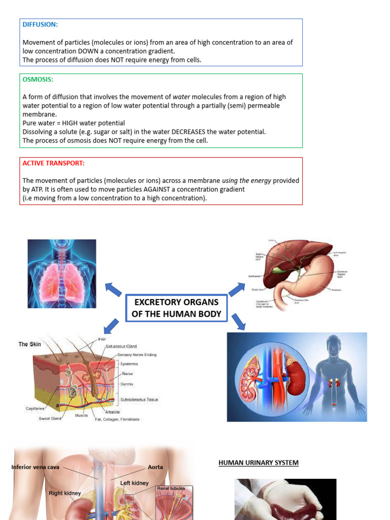 Excretory System PP Printable | PDF | Kidney