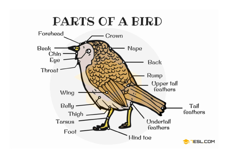 Parts of A Bird Poster | PDF