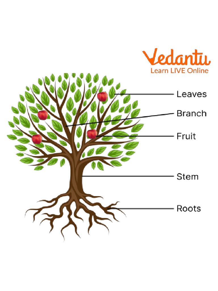 Part of A Tree | PDF