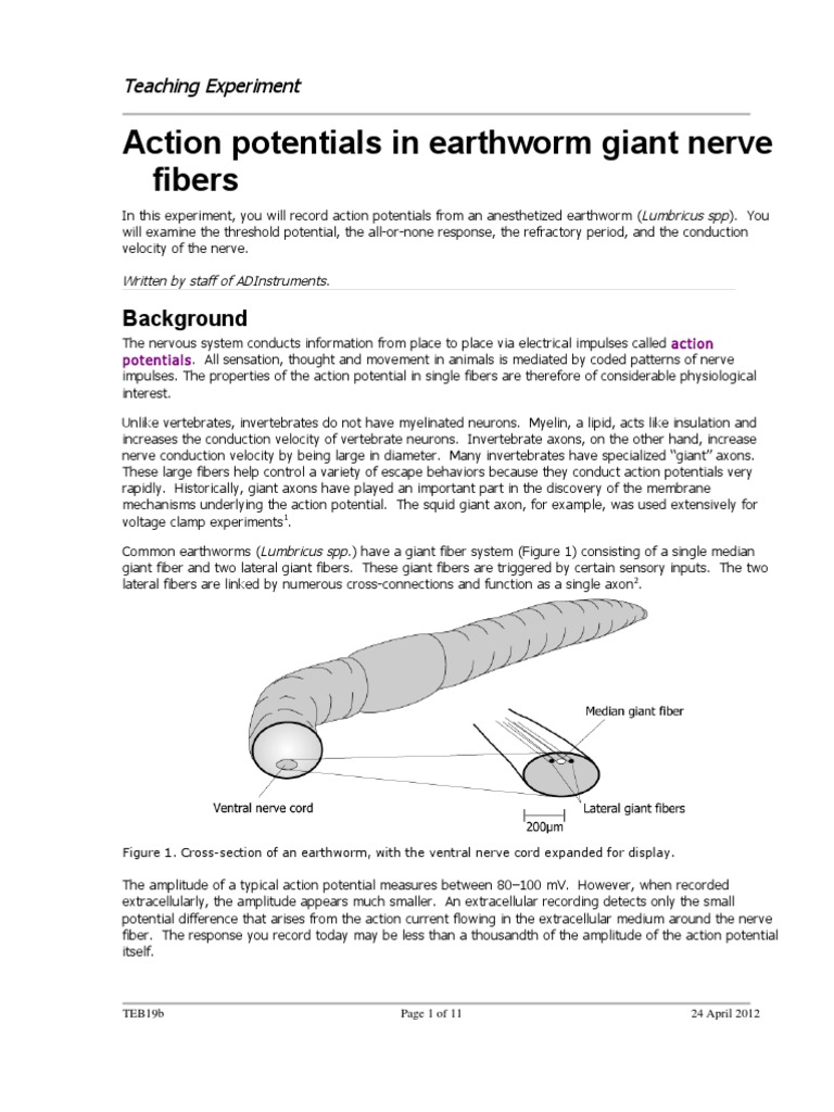Earthworm AP Protocol | PDF | Action Potential | Nerve