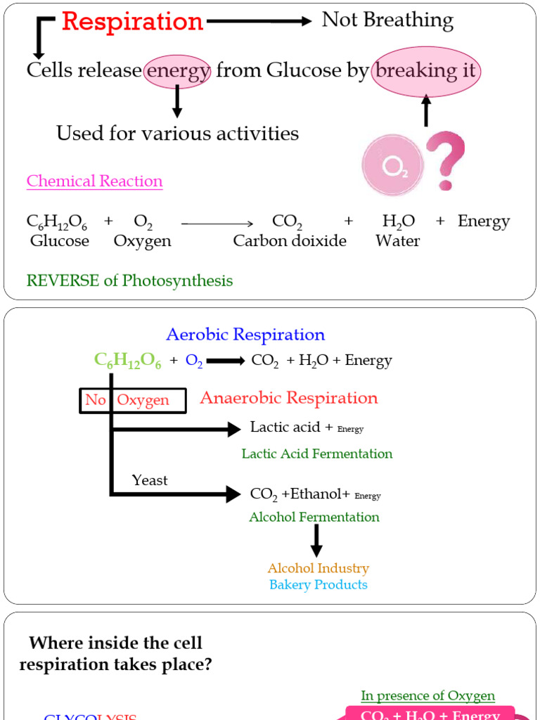 Understanding Cellular Respiration Processes | PDF | Cellular ...