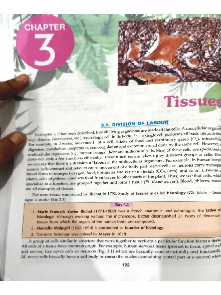 Chapter Tissues | PDF