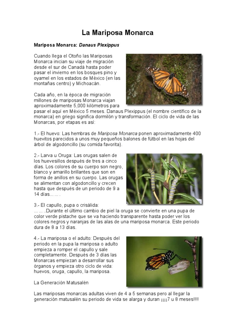 Hoja De Trabajo Sobre El Ciclo De Vida De La Mariposa Monarca PDF)