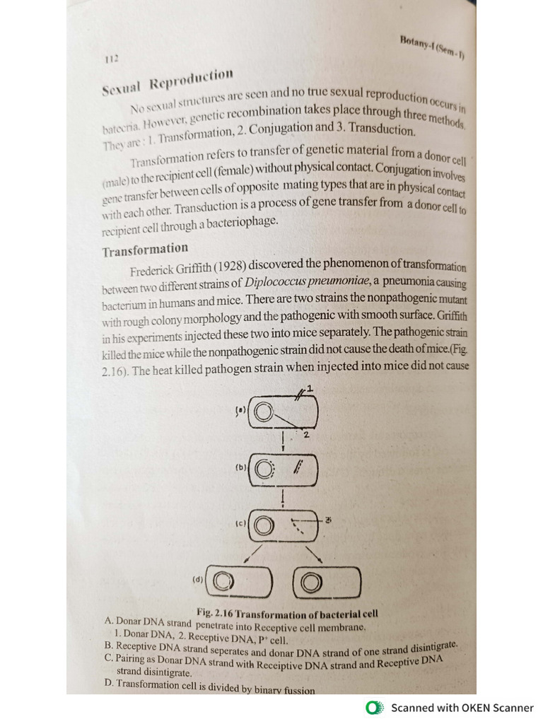 Bacterial Reproduction | PDF