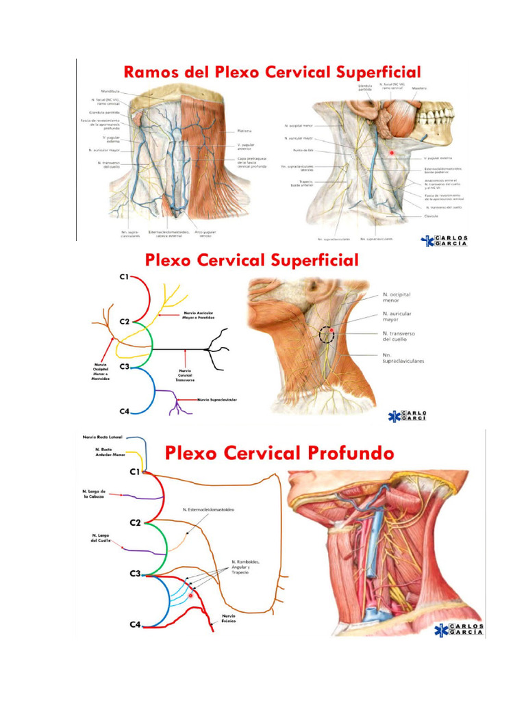 Plexo Cervical | PDF
