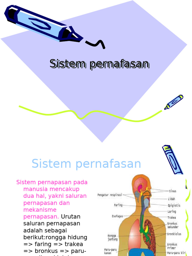 Sistem Pernafasan - Oke | PDF