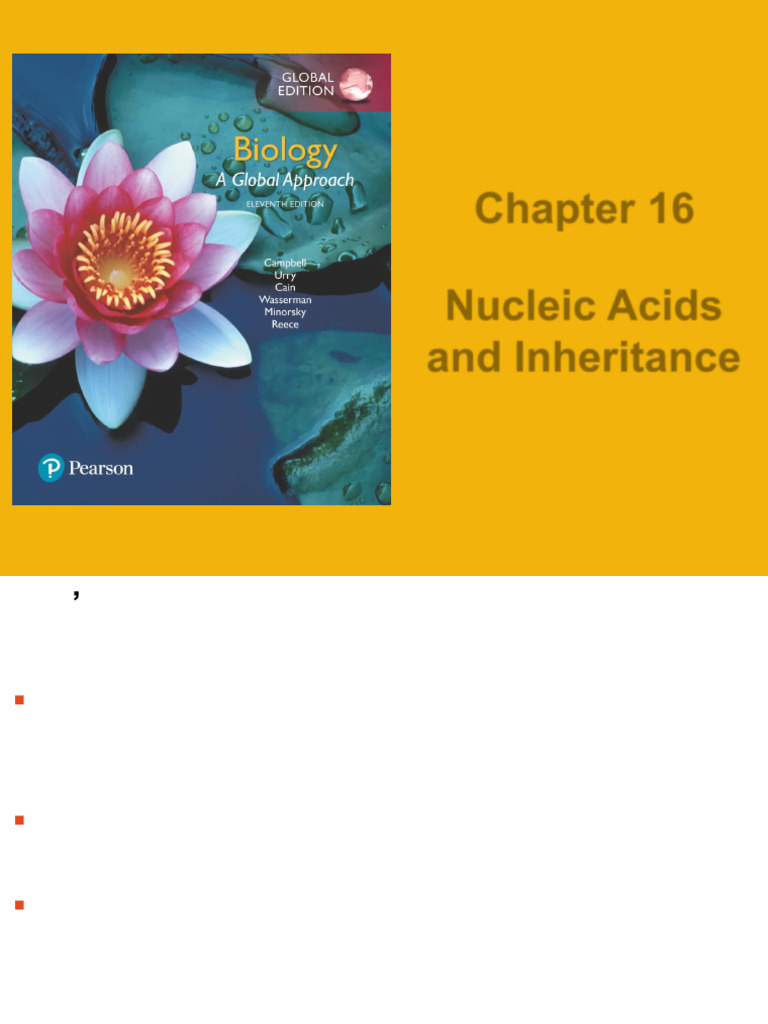 Chapter 16 Nucleic Acids and Inheritance | PDF | Dna Replication ...
