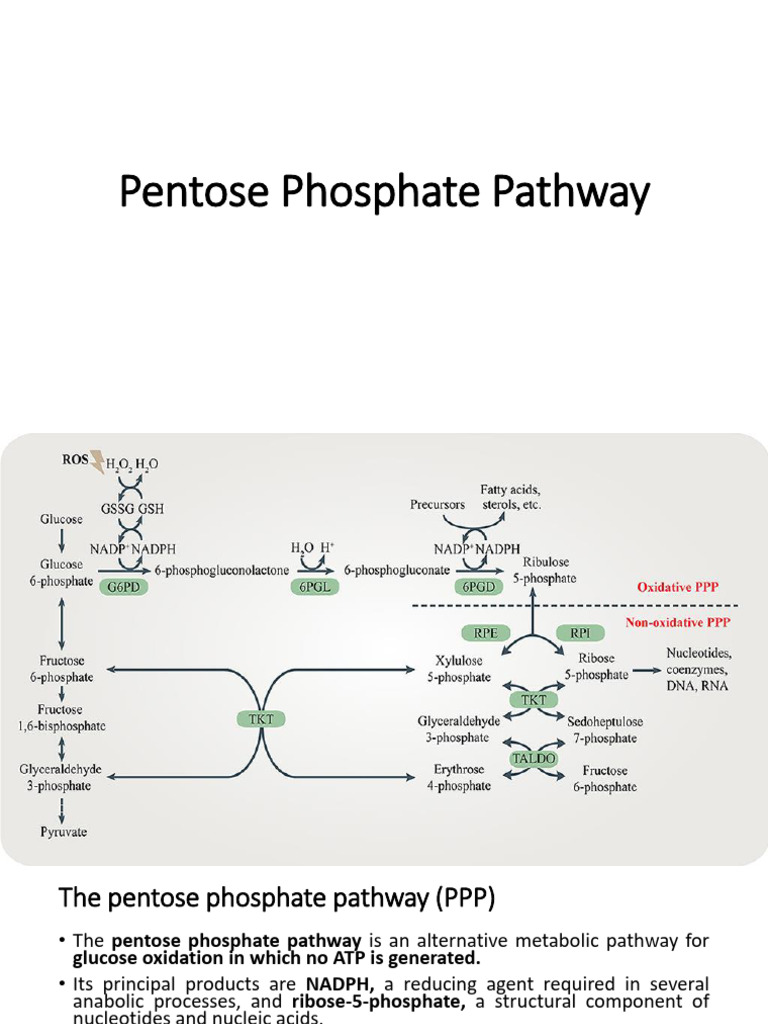 Overview of the Pentose Phosphate Pathway | PDF | Nicotinamide Adenine ...