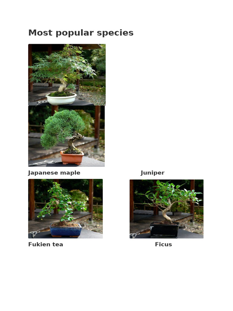 Popular Bonsai Plant Species List | PDF