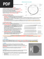 Anatomie Du Corps Genicule Lateral 2022 | PDF | Système visuel | Vision