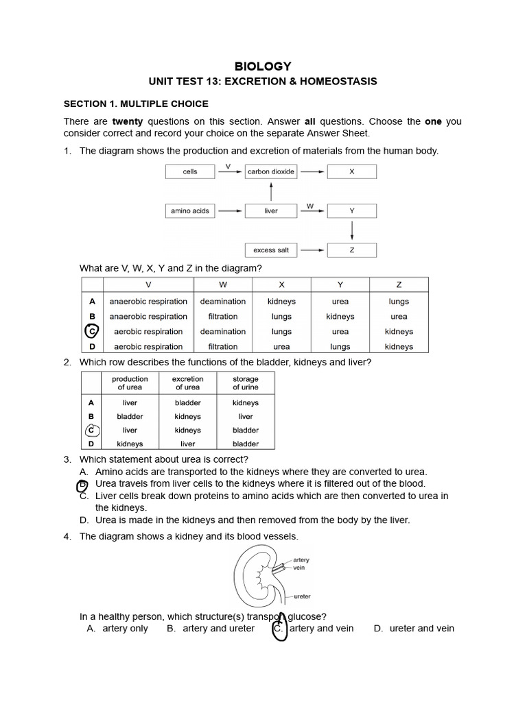 Excretion and Homeostasis Unit Test | PDF | Kidney | Glucose