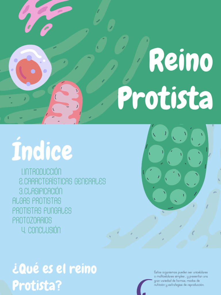 Presentación Proyecto Reino Protista, Biología | PDF | Algas | Protozoos