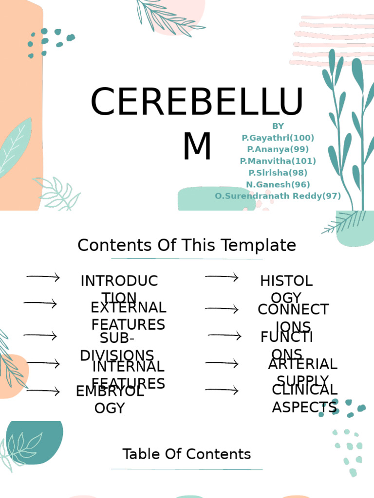 Cerebellum | PDF | Cerebellum | Neuroanatomy