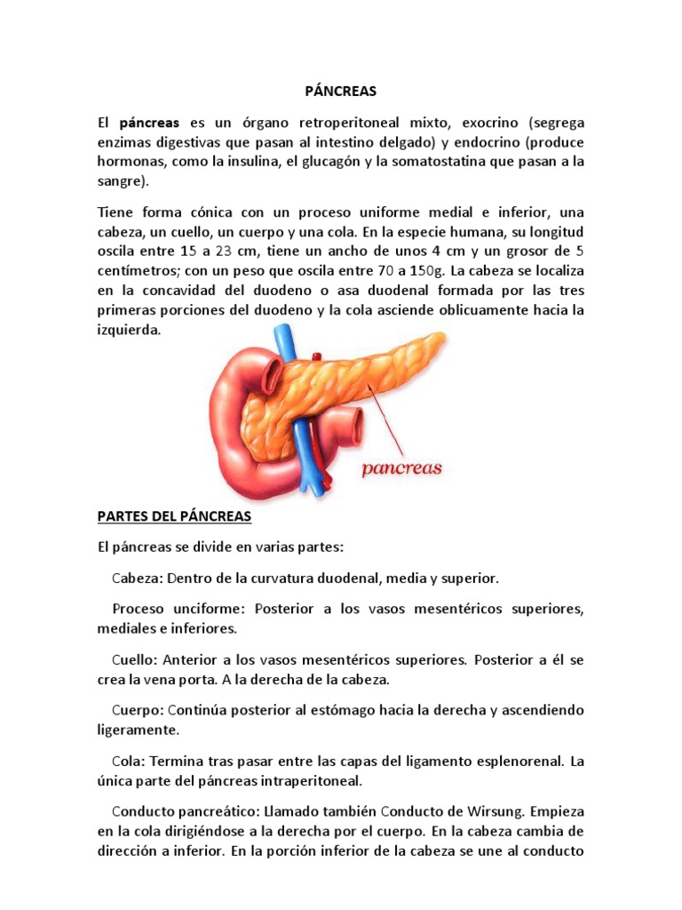 Estructura y función del páncreas | PDF | Páncreas | Anatomia animal
