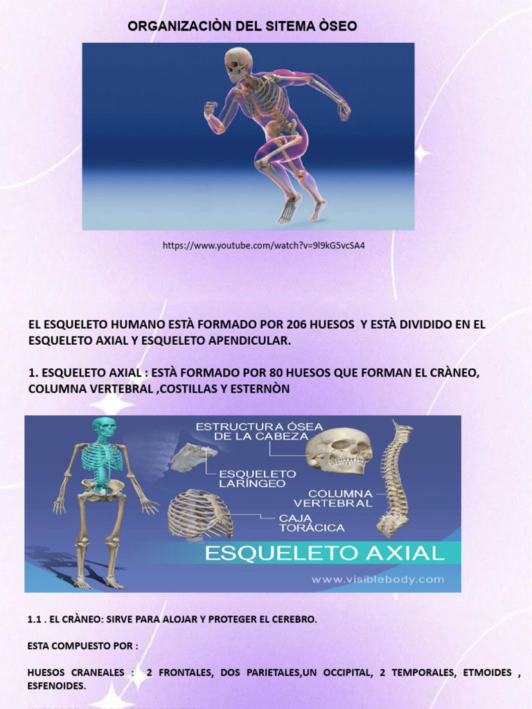 Organizaciòn Sistema Oseo y Muscular | PDF | Cráneo | Esqueleto