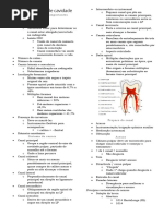 Anatomia Interna do Dente 46 | PDF | Dente humano | Áreas da odontologia