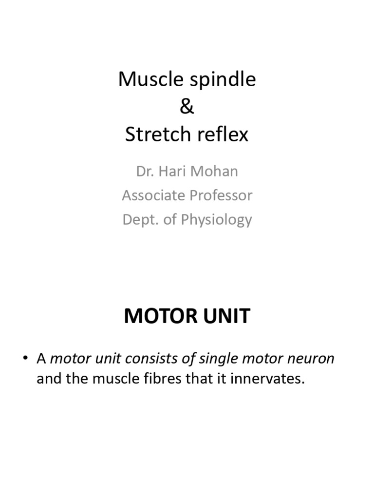 Muscle Spindle & Stretch Reflex | PDF | Nervous System | Neuroscience