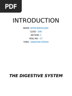 Digestive System Journey Comic Strip | PDF | Biology | Digestive System