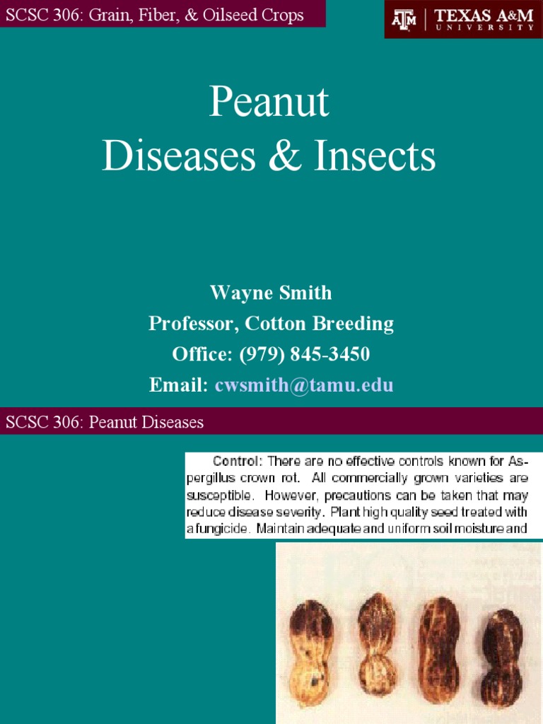 Peanut.10.4.Diseases and Insects | PDF | Peanuts | Insects