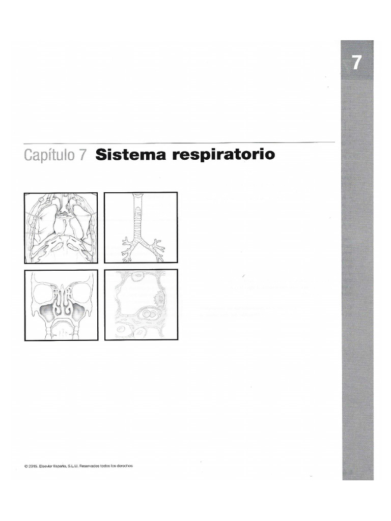Netter Cap 7 Sistema Respiratorio Pdf