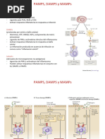 Inmunidad: PRRs, PAMPs y DAMPs | PDF | Receptor de peaje | Sistema inmune