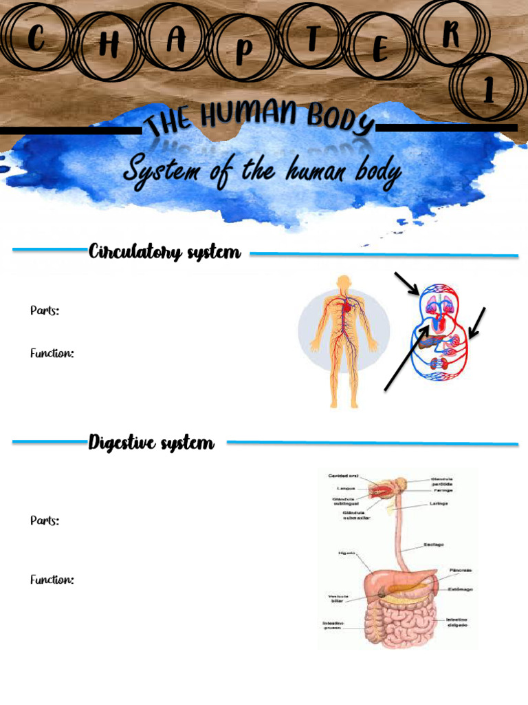Overview of Human Body Systems | PDF