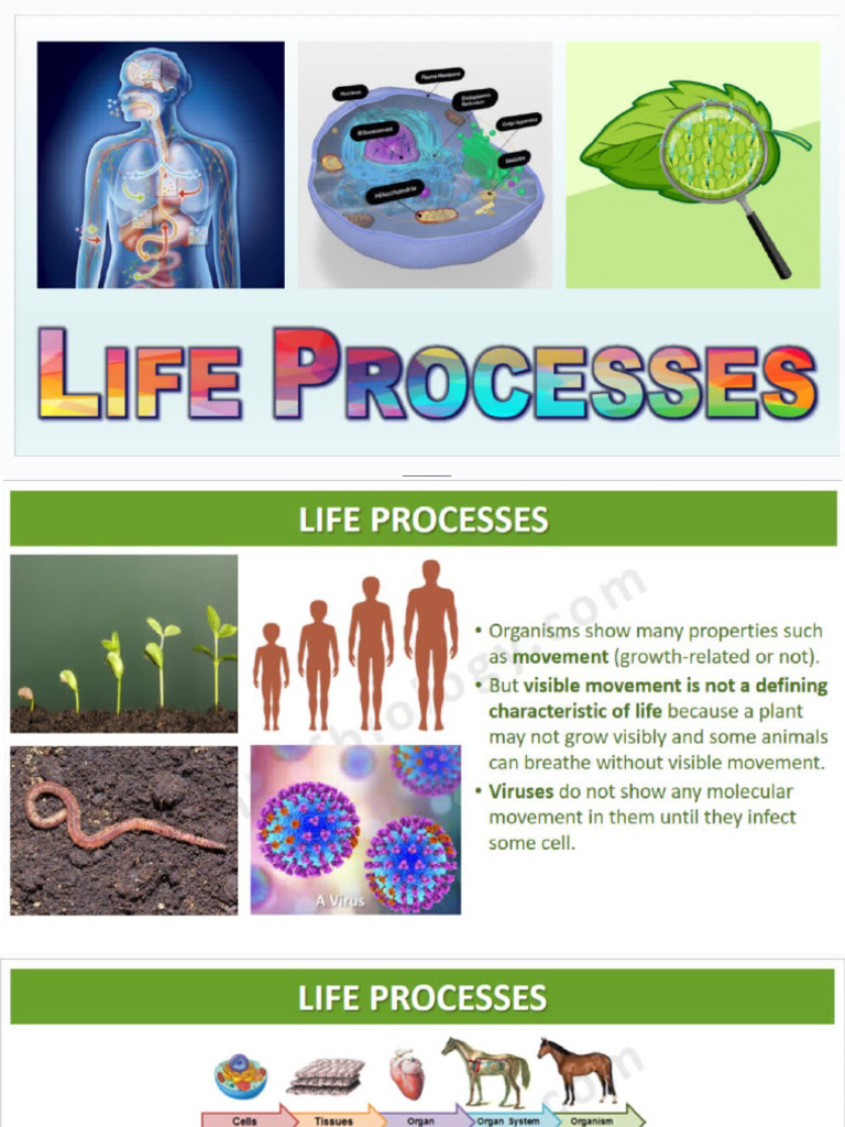 Life Processes 10 | PDF