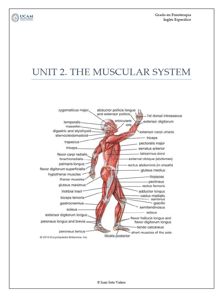 Overview of the Muscular System | PDF | Muscle | Anatomical Terms Of Motion