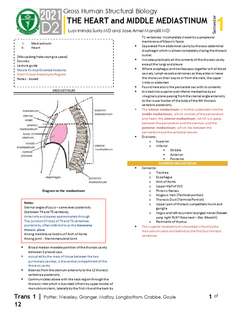 Mediastinum and Heart Anatomy Overview | PDF | Heart Valve | Heart