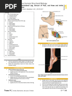 Leg Anatomy for Medical Students | PDF | Wellness | Science & Mathematics