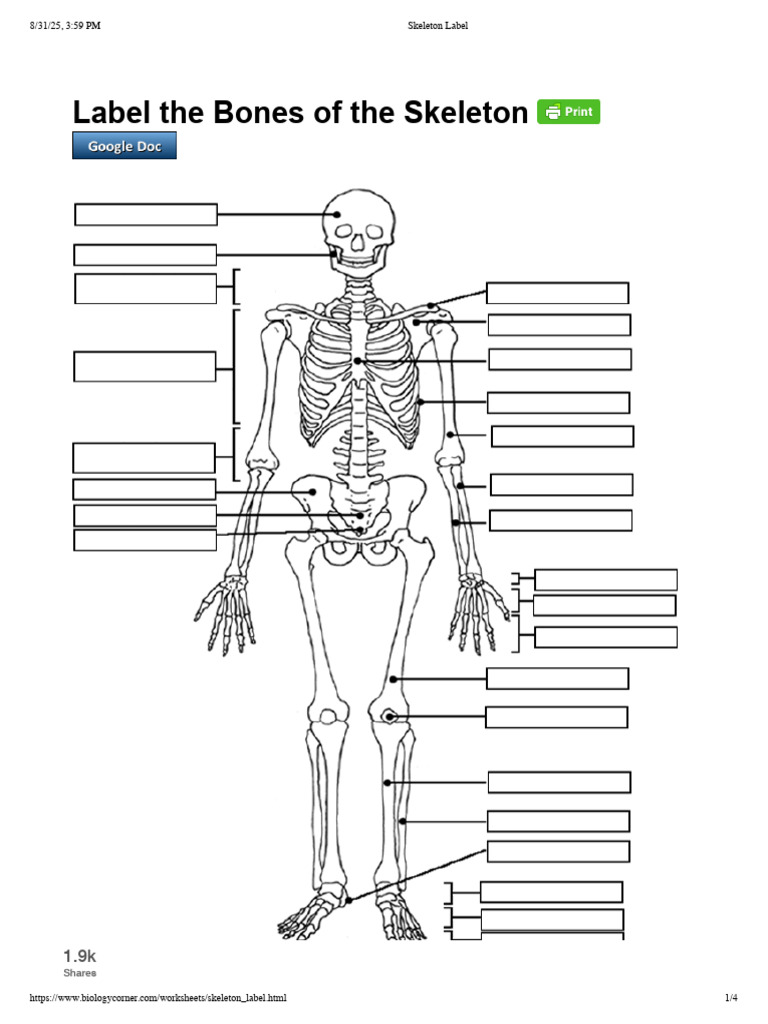 Skeleton Label | PDF