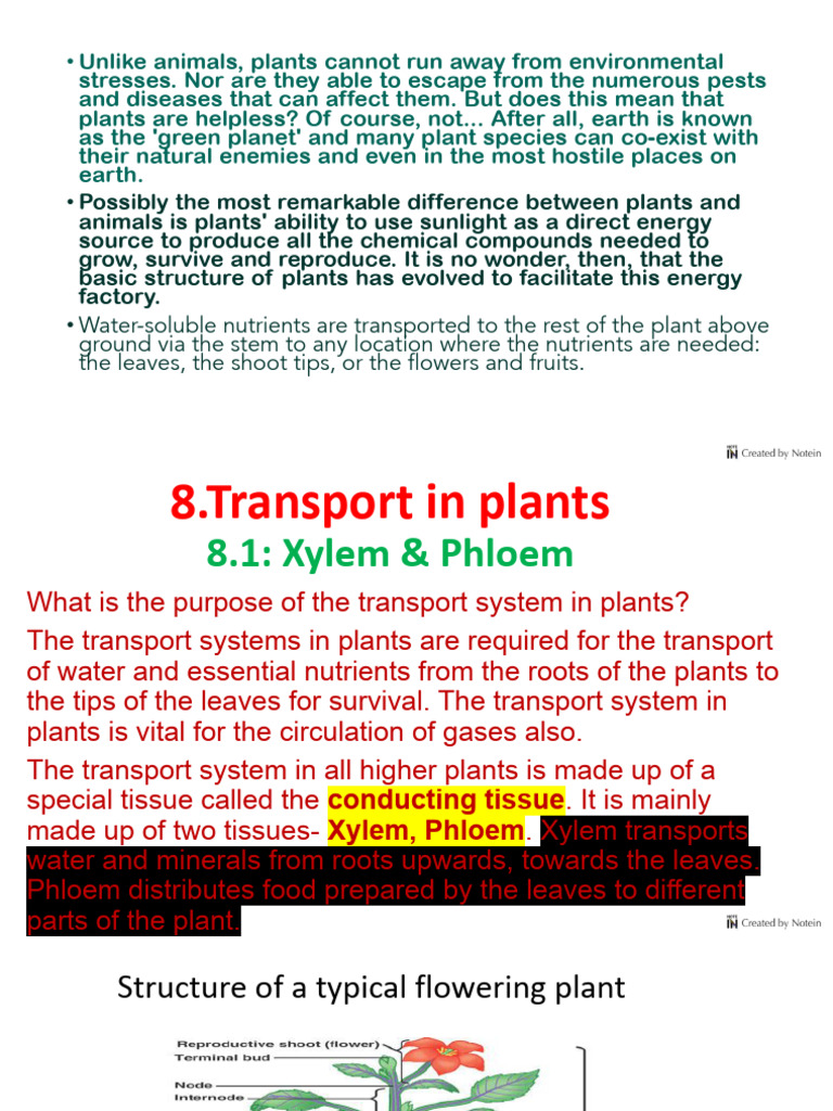 Plant Transport Systems Explained | PDF | Plant Stem | Leaf