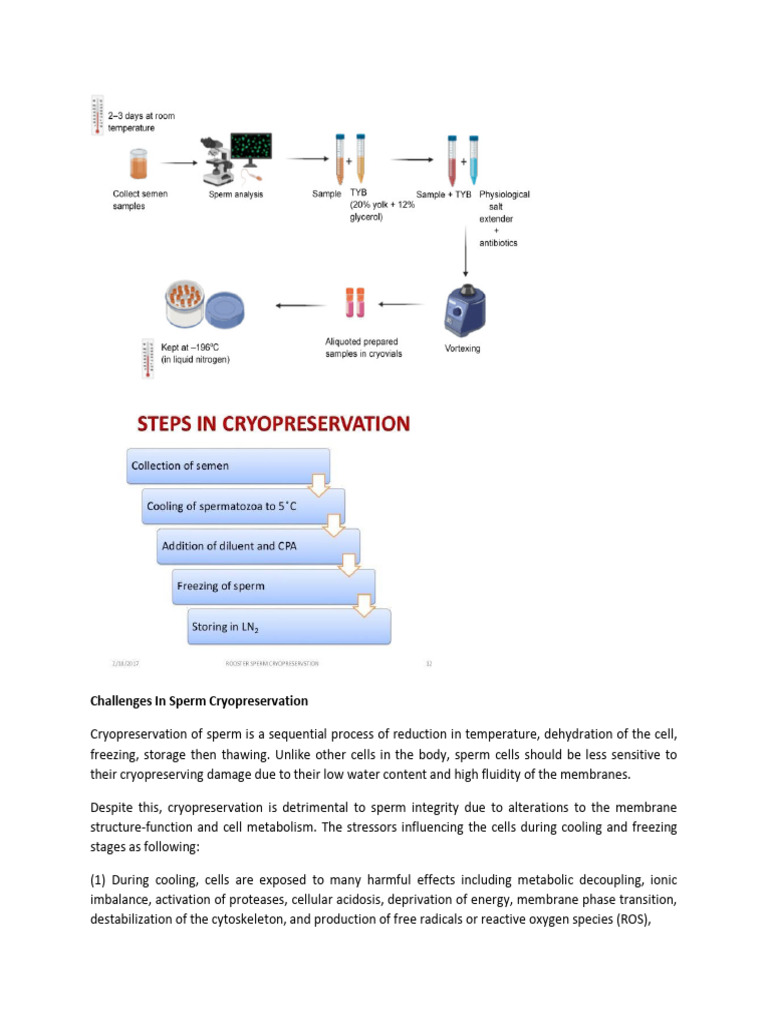 Sperm Cryopreservation Challenges Explained | PDF