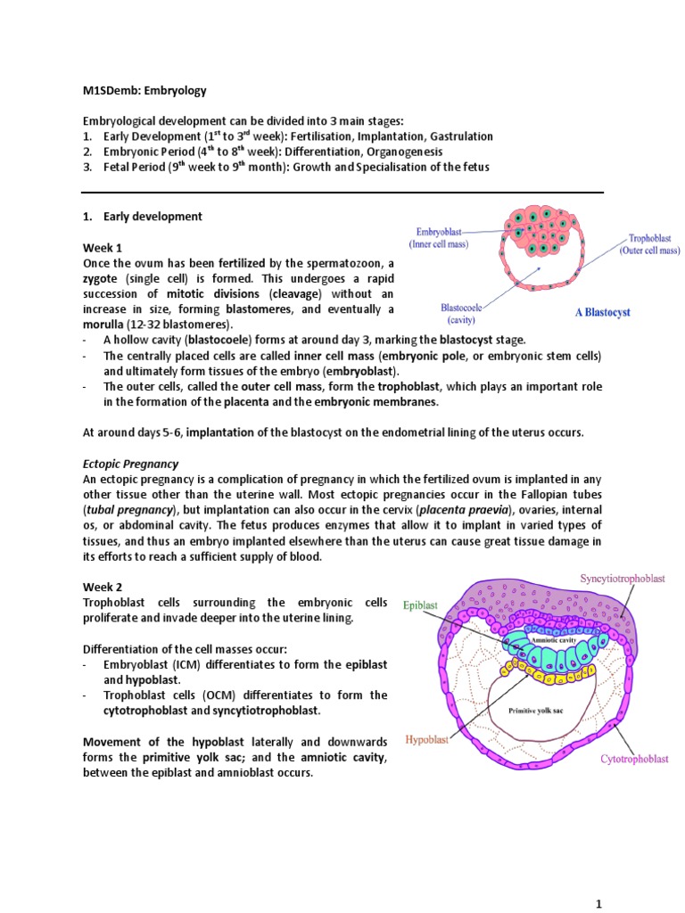 Embryology Notes - em | PDF | Atrium (Heart) | Ventricle (Heart)