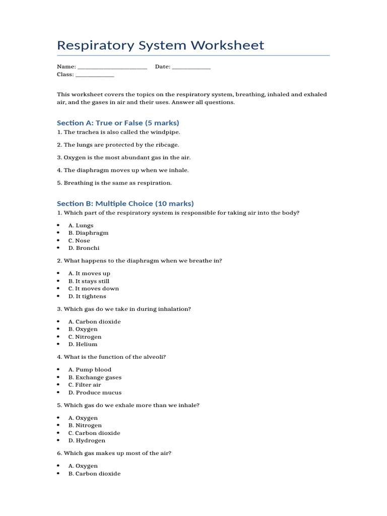 Respiratory System Worksheet | PDF | Respiratory System | Breathing