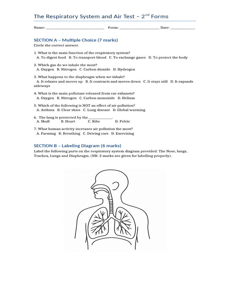 Respiratory System Test and Diagram | PDF | Respiratory System | Breathing