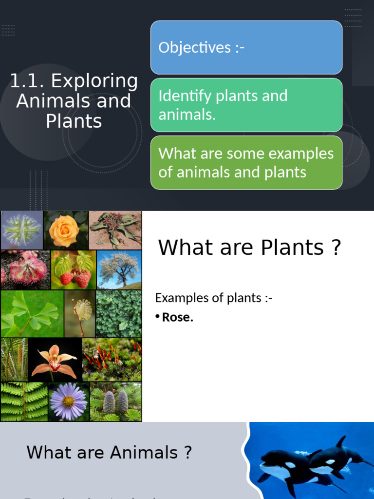 Animals and Plants: Identification Guide | PDF