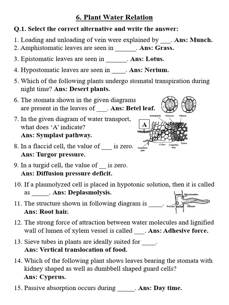 Plant Water Relation.-1 | PDF | Stoma | Branches Of Botany