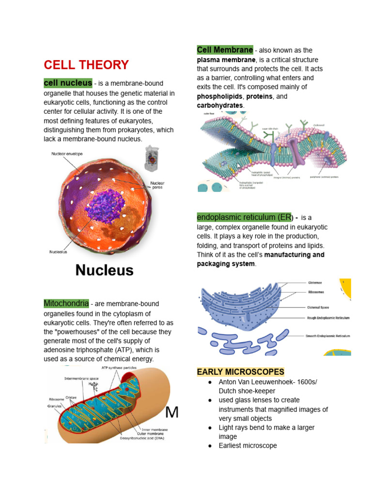 1ST-MASTERY-REVIEWER gr12 | PDF | Cell (Biology) | Mitochondrion
