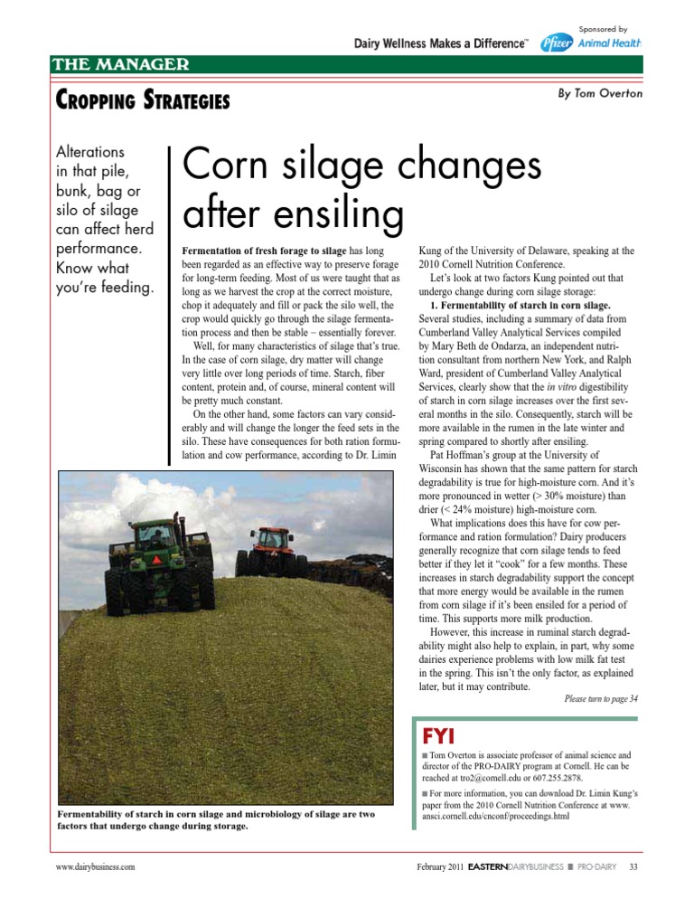 Corn Silage Changes After Ensiling | PDF | Maize | Food And Drink