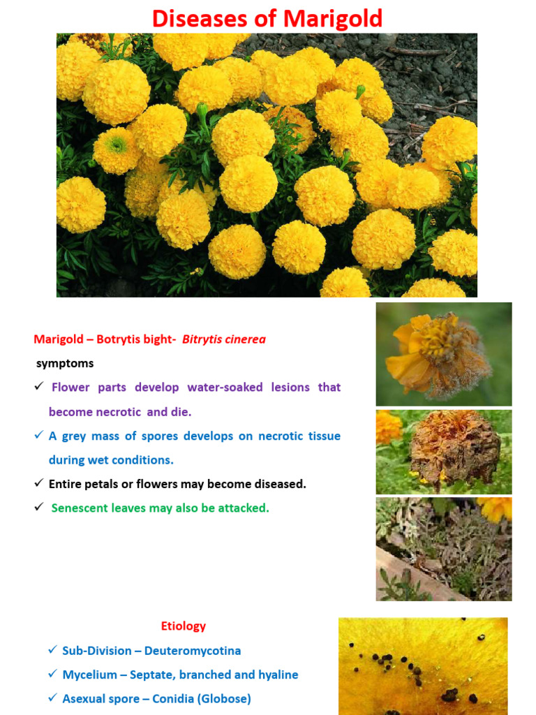 Botrytis Blight Management in Marigolds | PDF