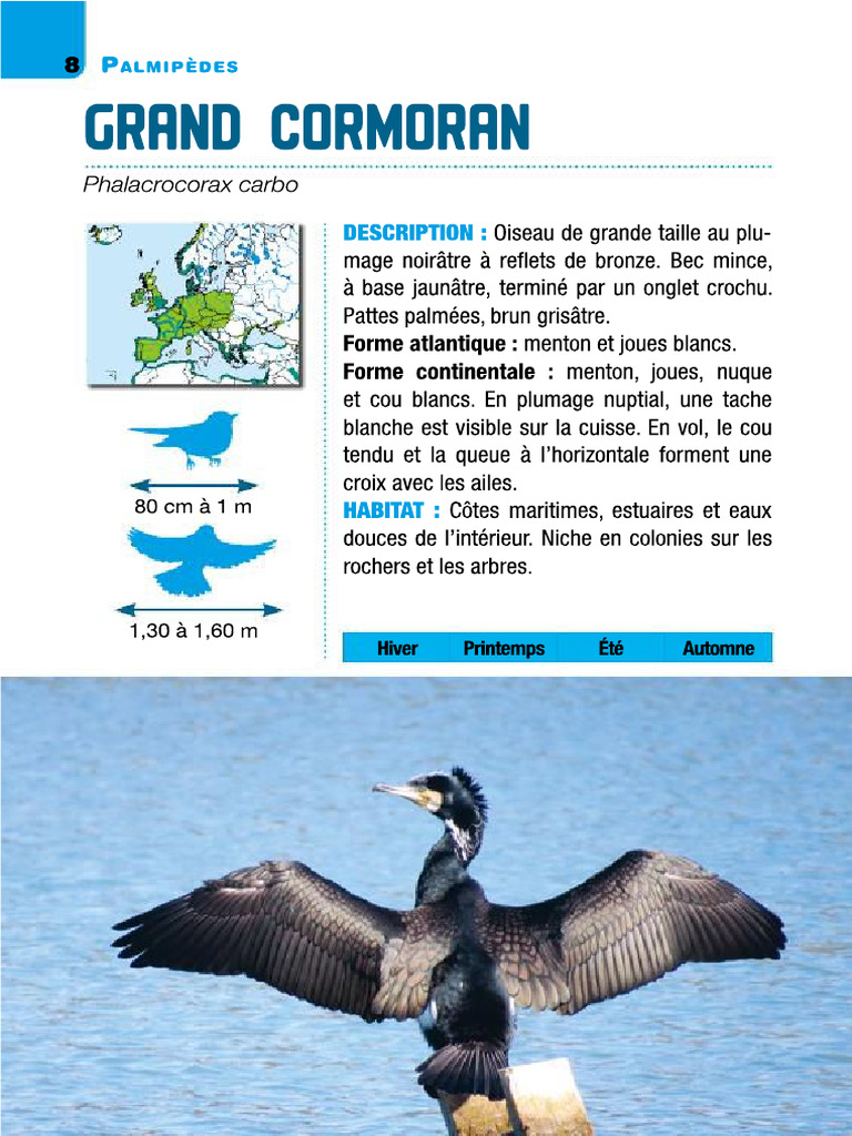 Grand Comoran | PDF