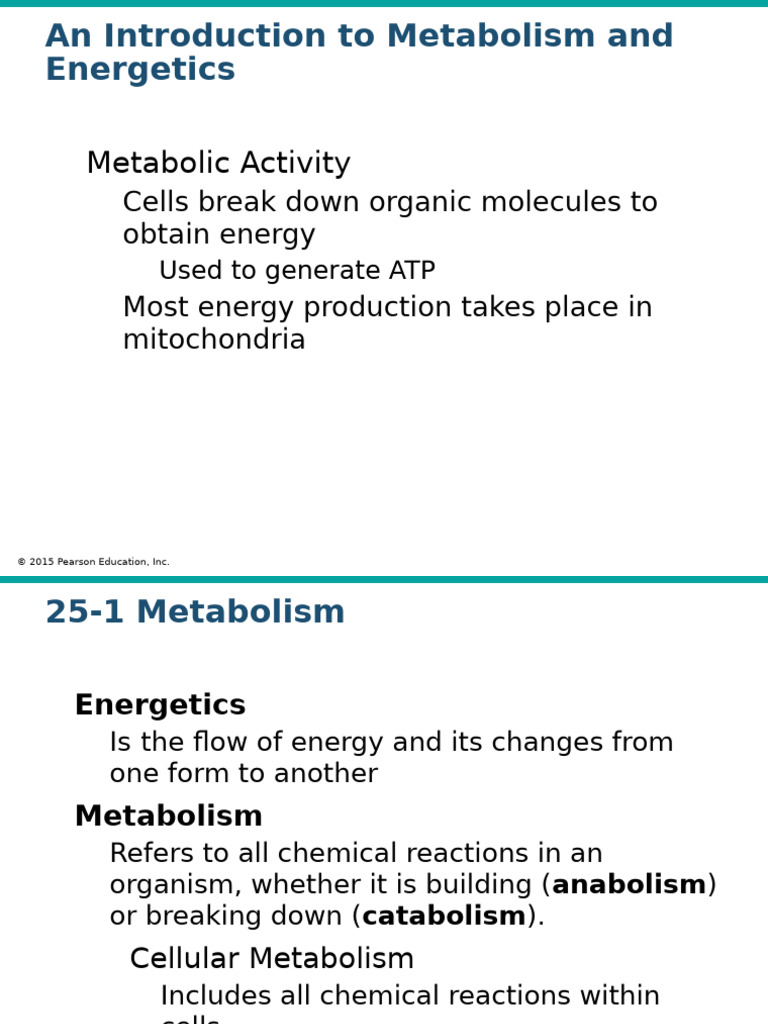 CH 25 Lecture Presentation | PDF | Metabolism | Cellular Respiration