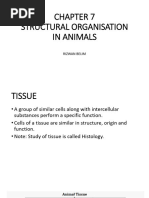Animal Tissue NCERT | PDF | Epithelium | Connective Tissue