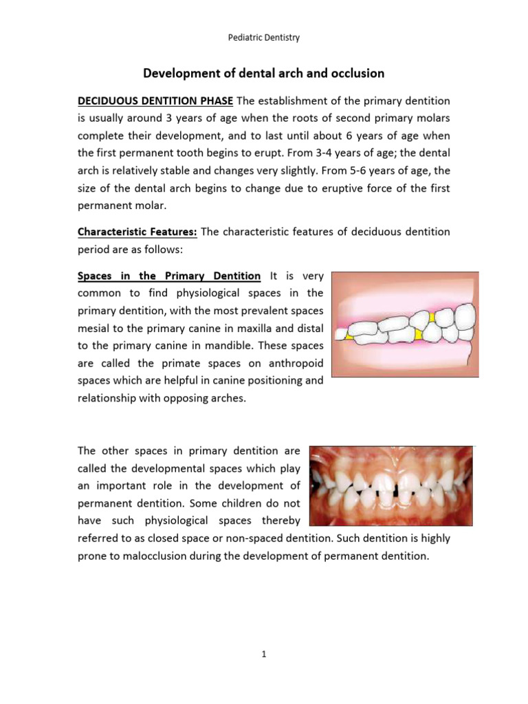 Lec 3 &4 Development of Dental Arch and Occlusion | PDF | Dental Anatomy | Tooth