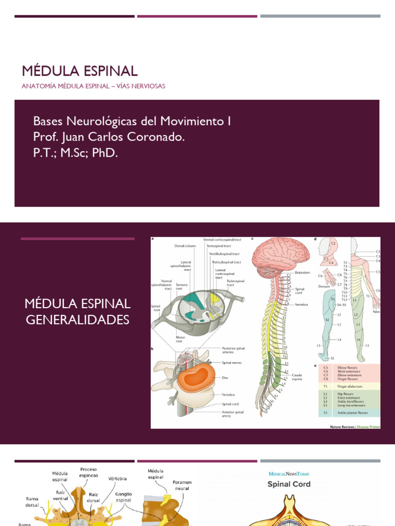 Anatomía y Vías de la Médula Espinal | PDF | Cerebelo | Médula espinal