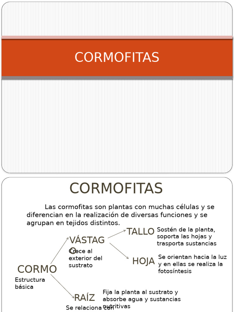 CORMOFITAS | PDF | Tallo de la planta | Plantas